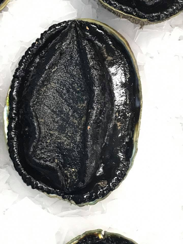 Frozen whole Paua 350-400 gram – Takanini Fish Mart